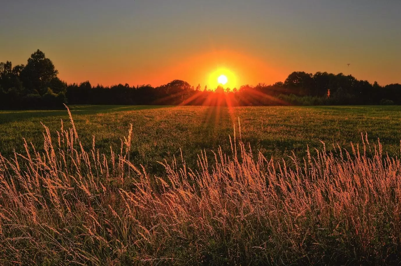 一片草地，背景是夕阳 描述以中等可信度自动生成