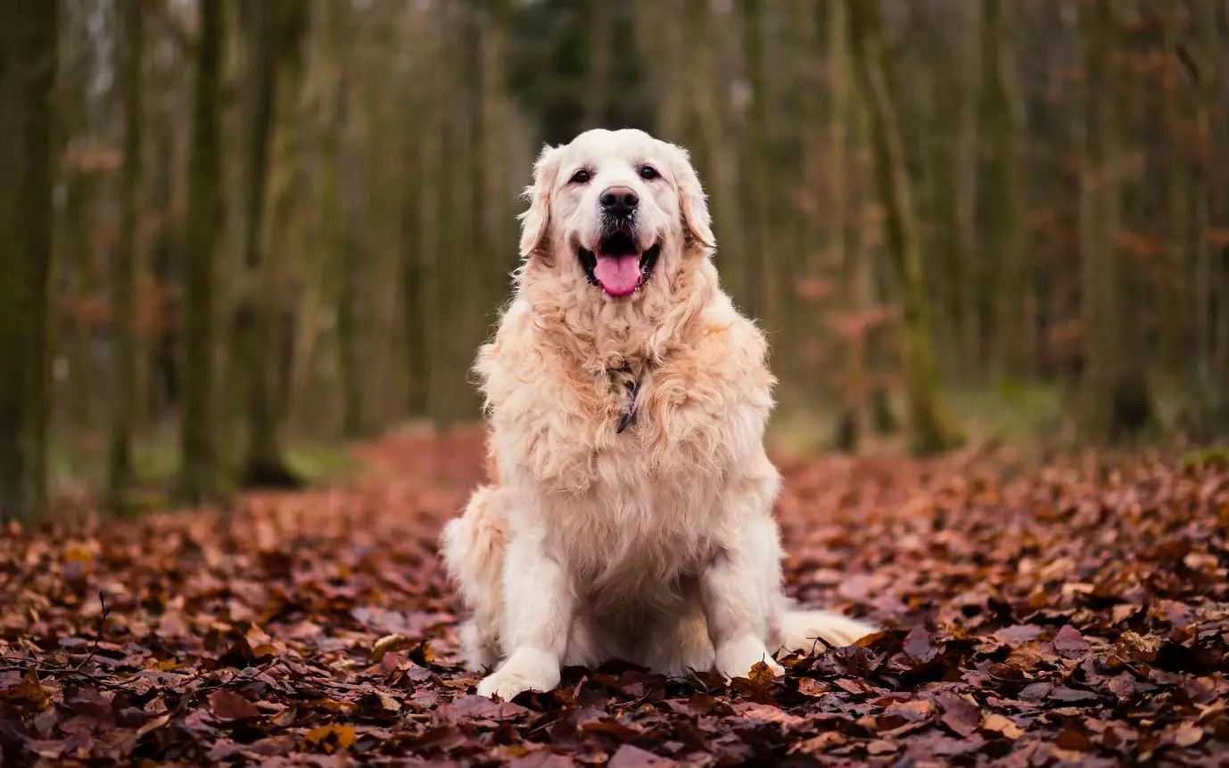 一只狗坐在森林中 以中等可信度自动生成的描述